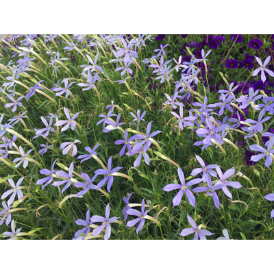 Isotoma axillaris ´Blue Star´ Co5L - MAX GARDEN – rastliny, stromčeky a ...