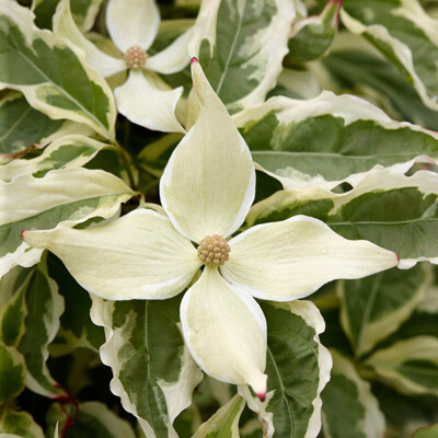 Drie? kousa - Cornus kousa 'Summer Fun' Co5L 80/100 - MAX GARDEN ...