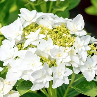 Hortenzia kalinolistá - Hydrangea macrophylla ´Finya´ - MAX GARDEN ...